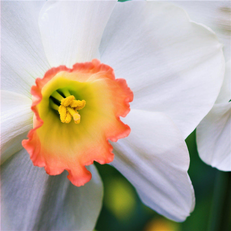 Bold Fragrant Narcissus Bulbs for Sale Online | Fragrant Rose – Iplantbulbs