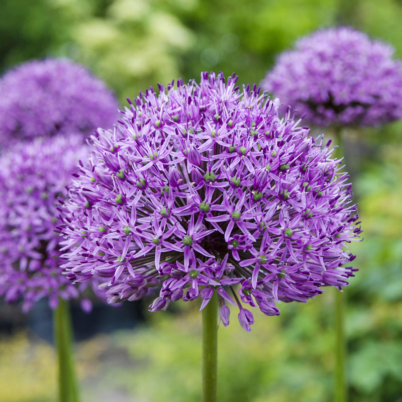 Large Bright Purple Allium Bulbs for Sale Online | Giganteum – Iplantbulbs