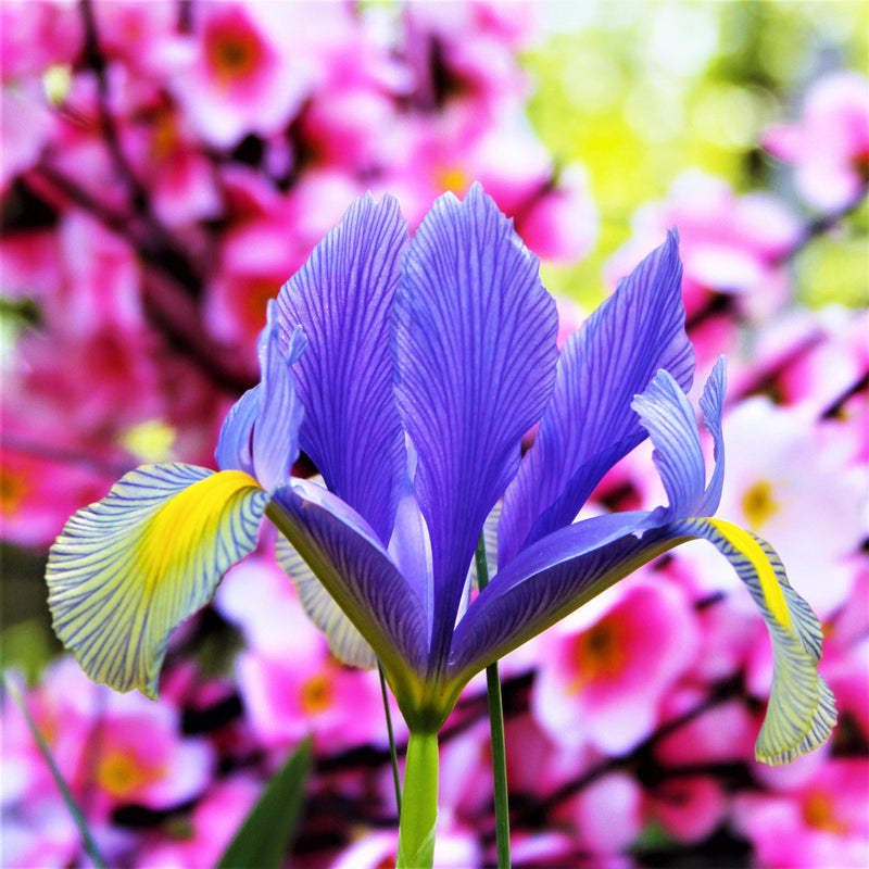 Dutch Iris | plantsrose.com