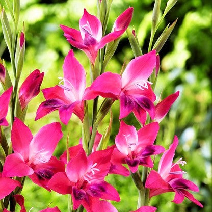 Hardy Pink Gladiolus Volcano | Gladiola Bulbs for Sale – Iplantbulbs