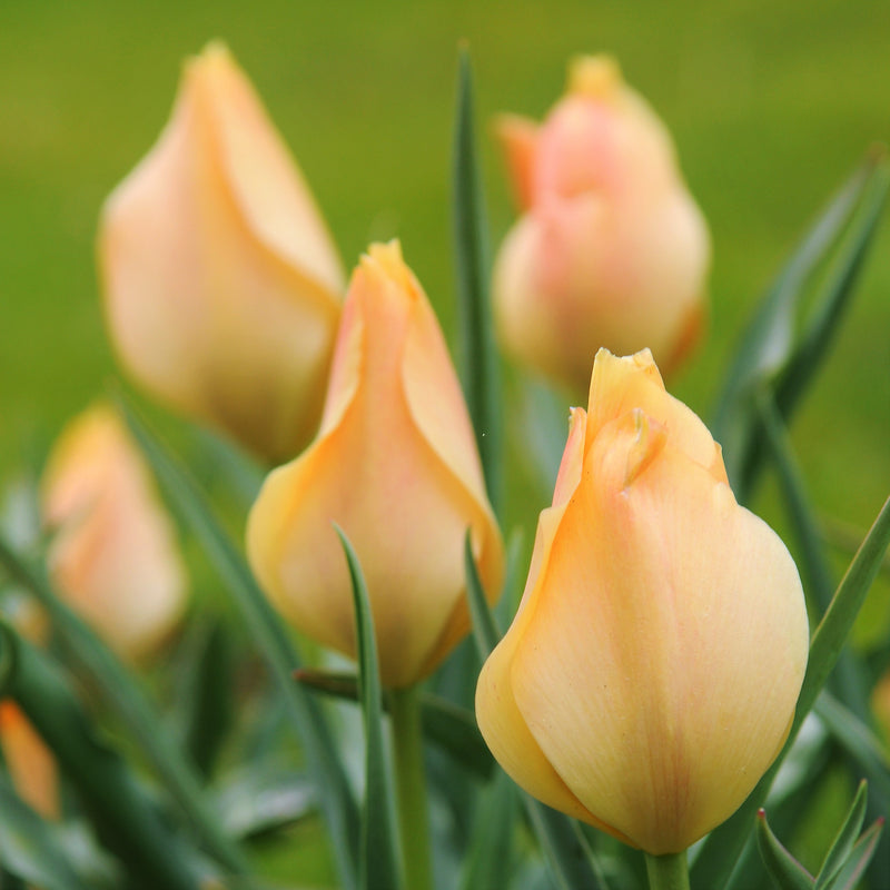 Gorgeous Tulip Bulbs for Sale Online | Batalinii Bright Gem – Iplantbulbs