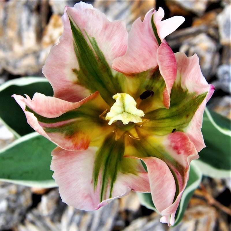 Fabulous Yellow & Red Tulip Bulbs for Sale Online | Marjoletti ...