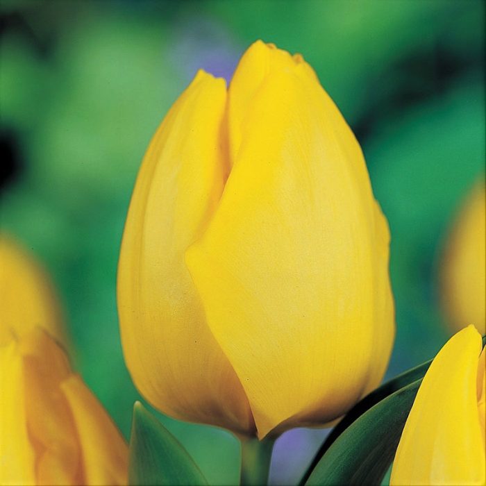 Fabulous Yellow & Red Tulip Bulbs for Sale Online | Marjoletti ...