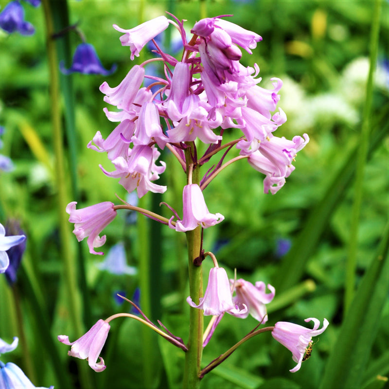 Pretty Spanish Bluebells Hyacinthoides Bulbs For Sale Pink